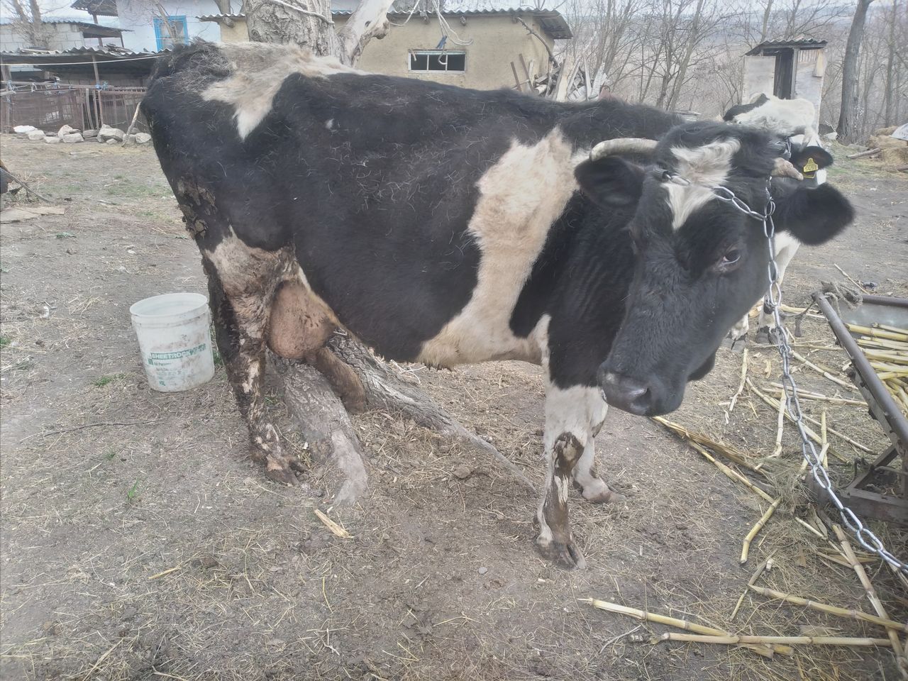 Vind vaci de lapte una i fatata acelalante treb sa fete