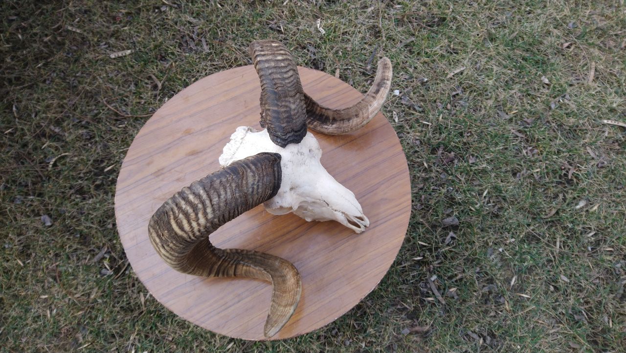 Рога барана