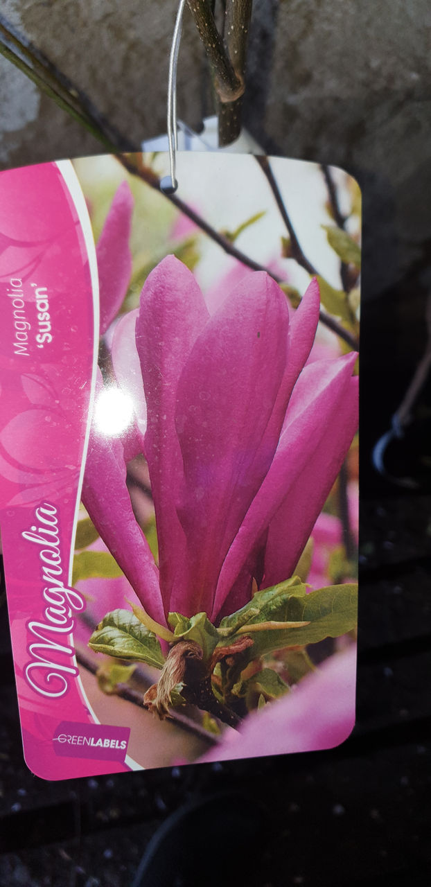 Copac de magnolia crescut la noi in moldova adaptate cu conditiile meteo.