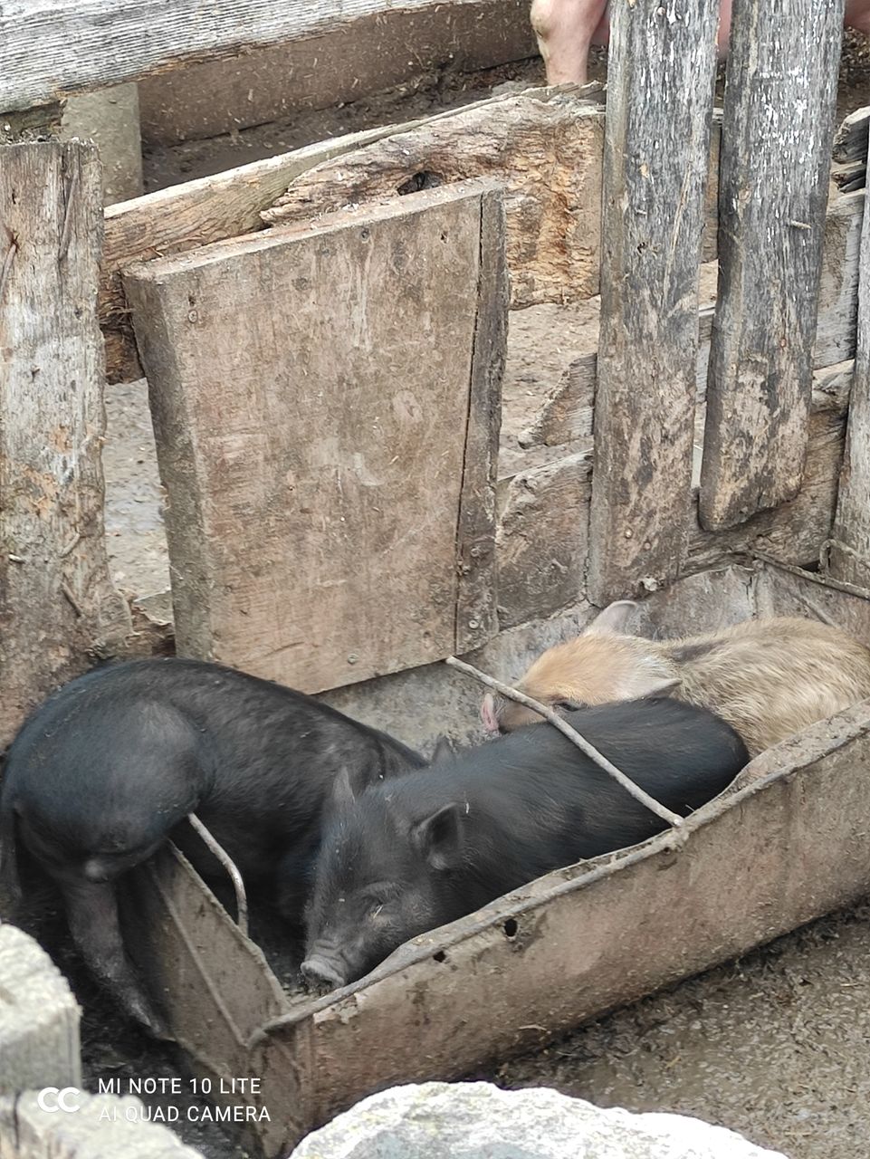 Vetnamej incrucisati cu mistret