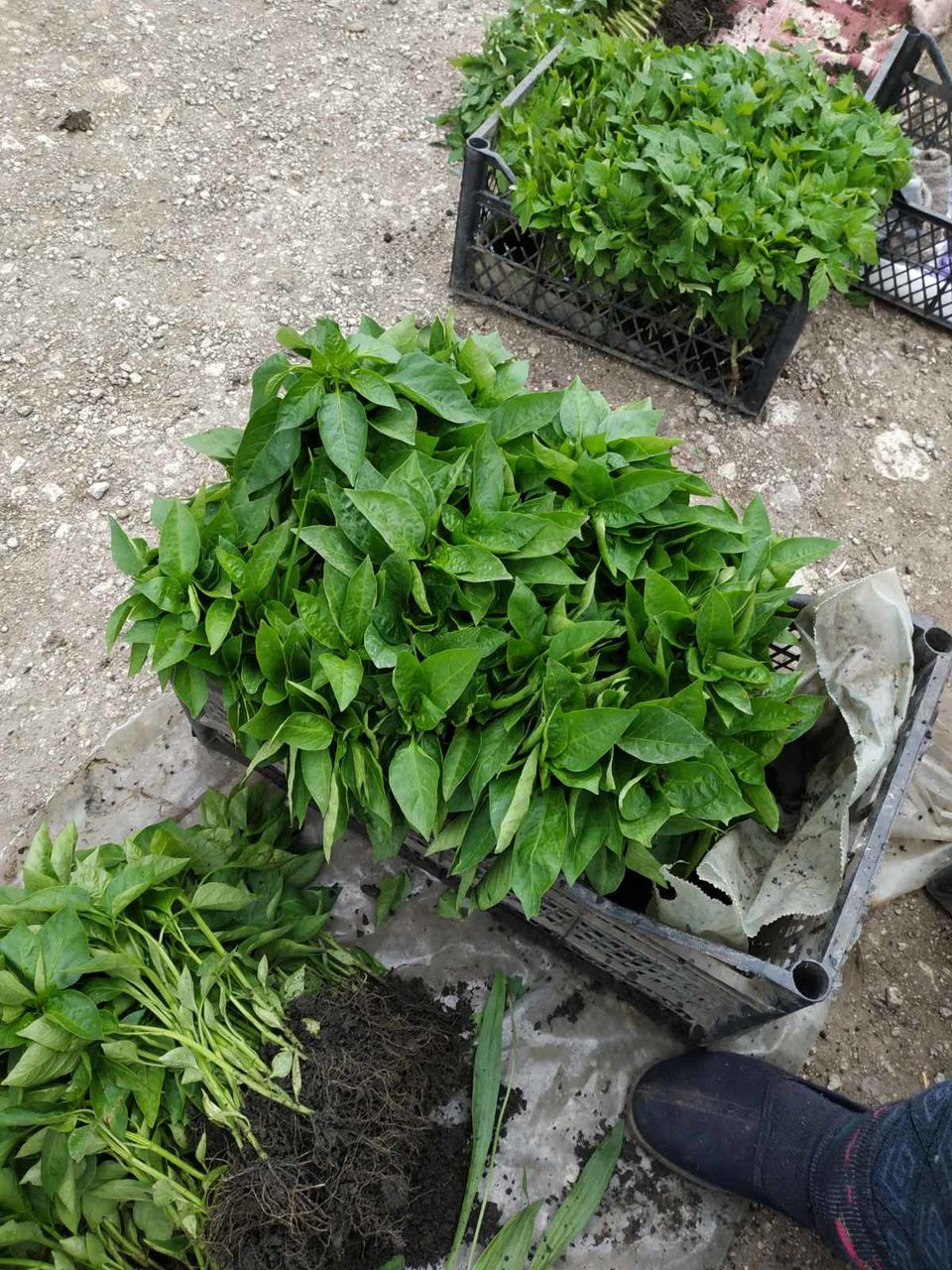 Rasad de ardei/gogosari