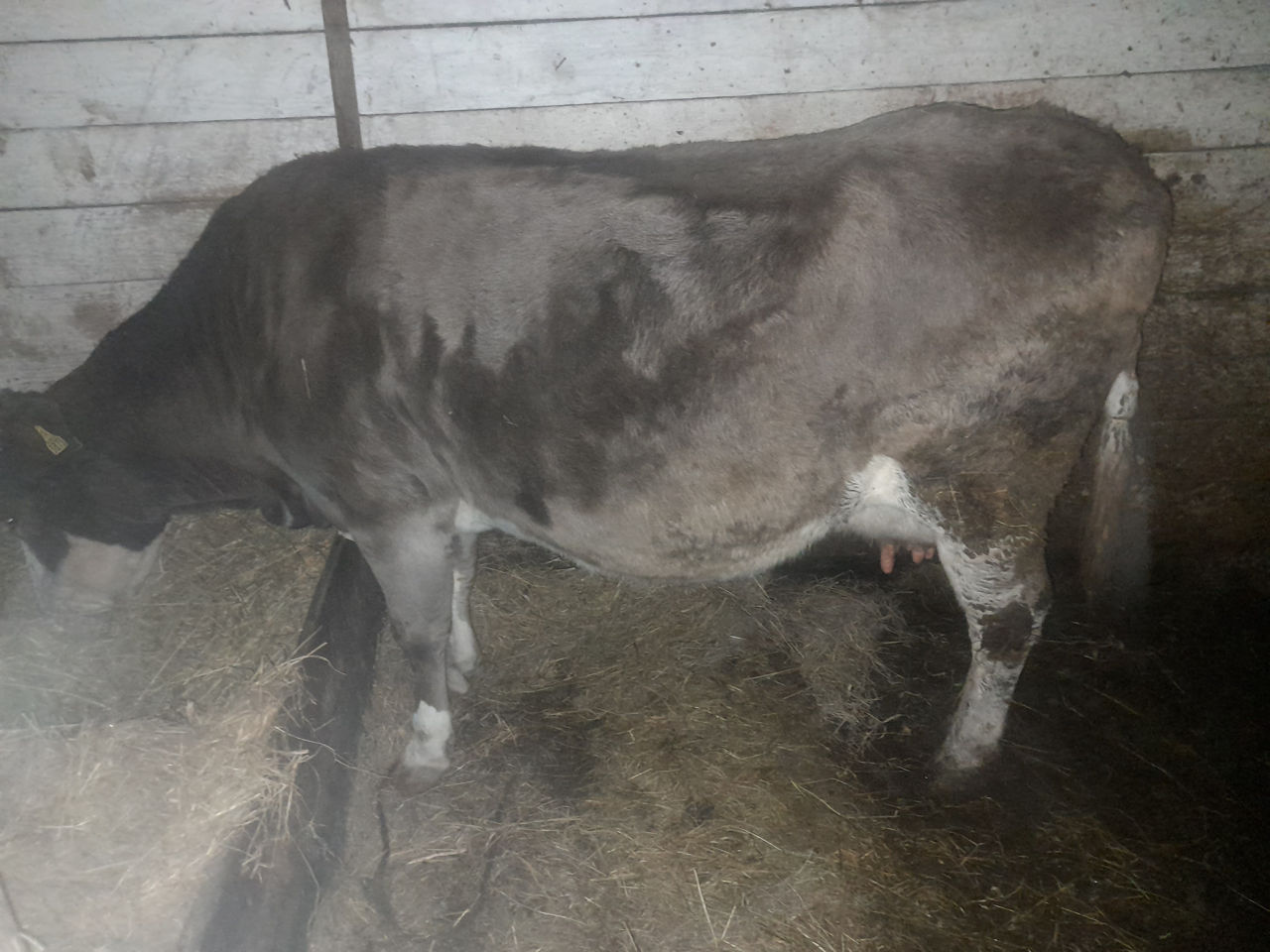 Vind 2 vaci bune de lapte