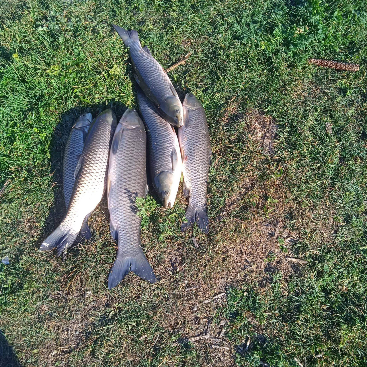 Peste viu belii amur carp