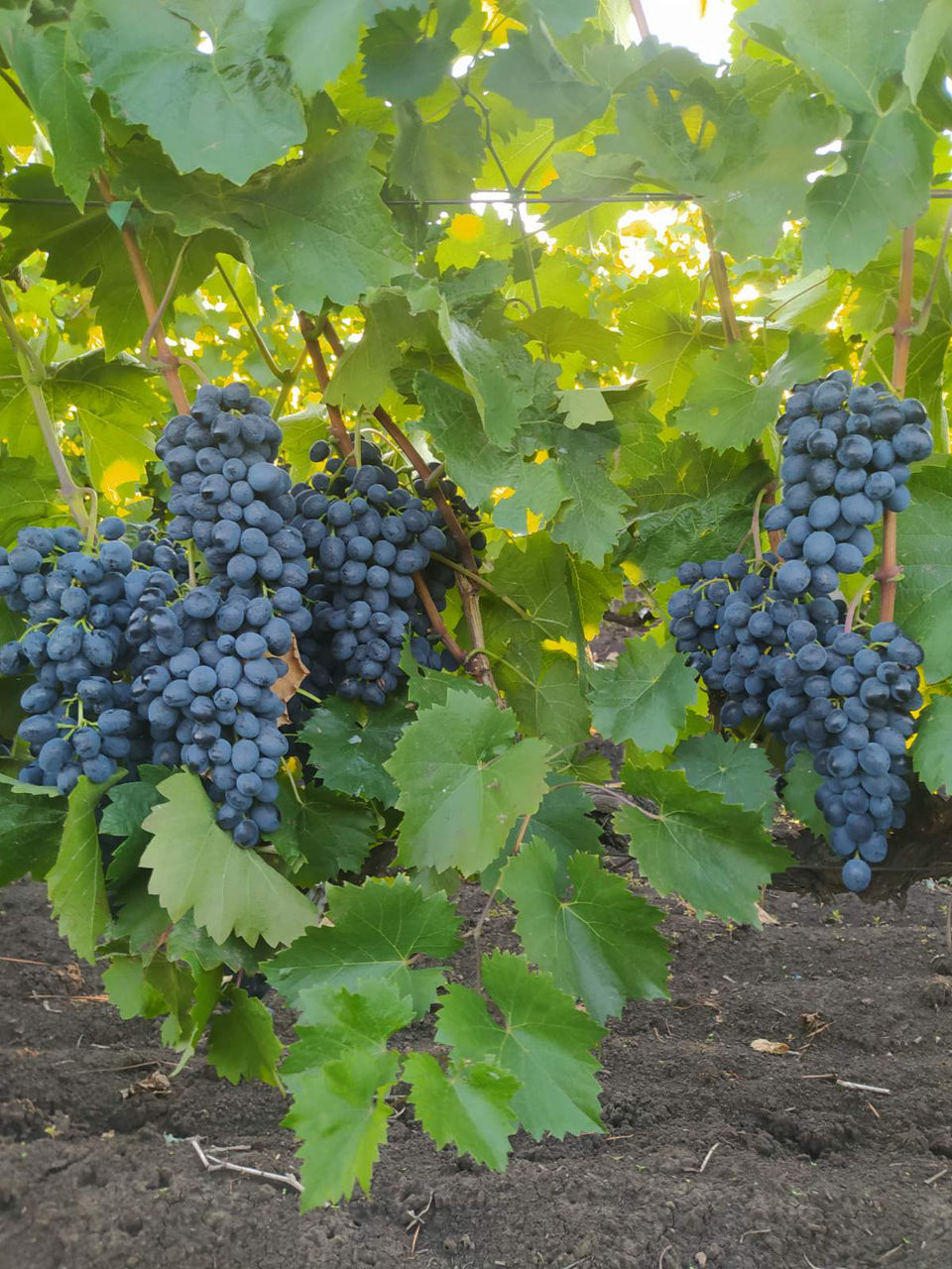 Vind struguri Moldova