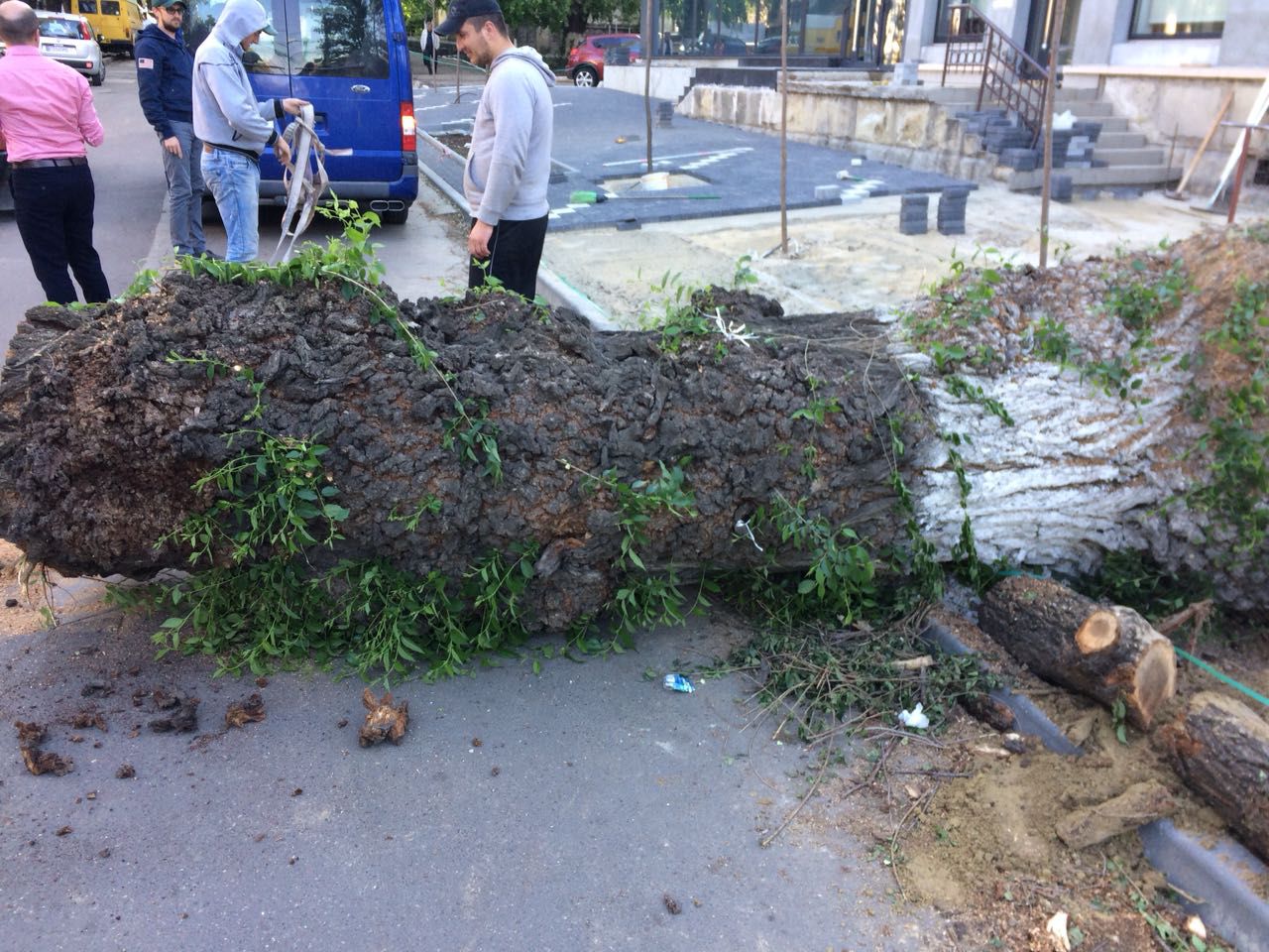 Taierea copacilor ce incurca constructiilor, defrisare, lucrari la inaltime