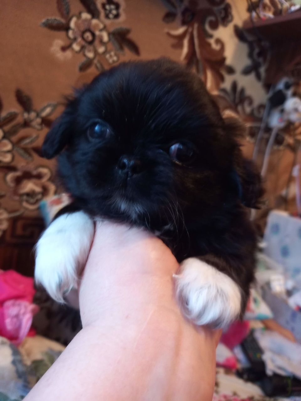 Pichinez imperial este vaccinata