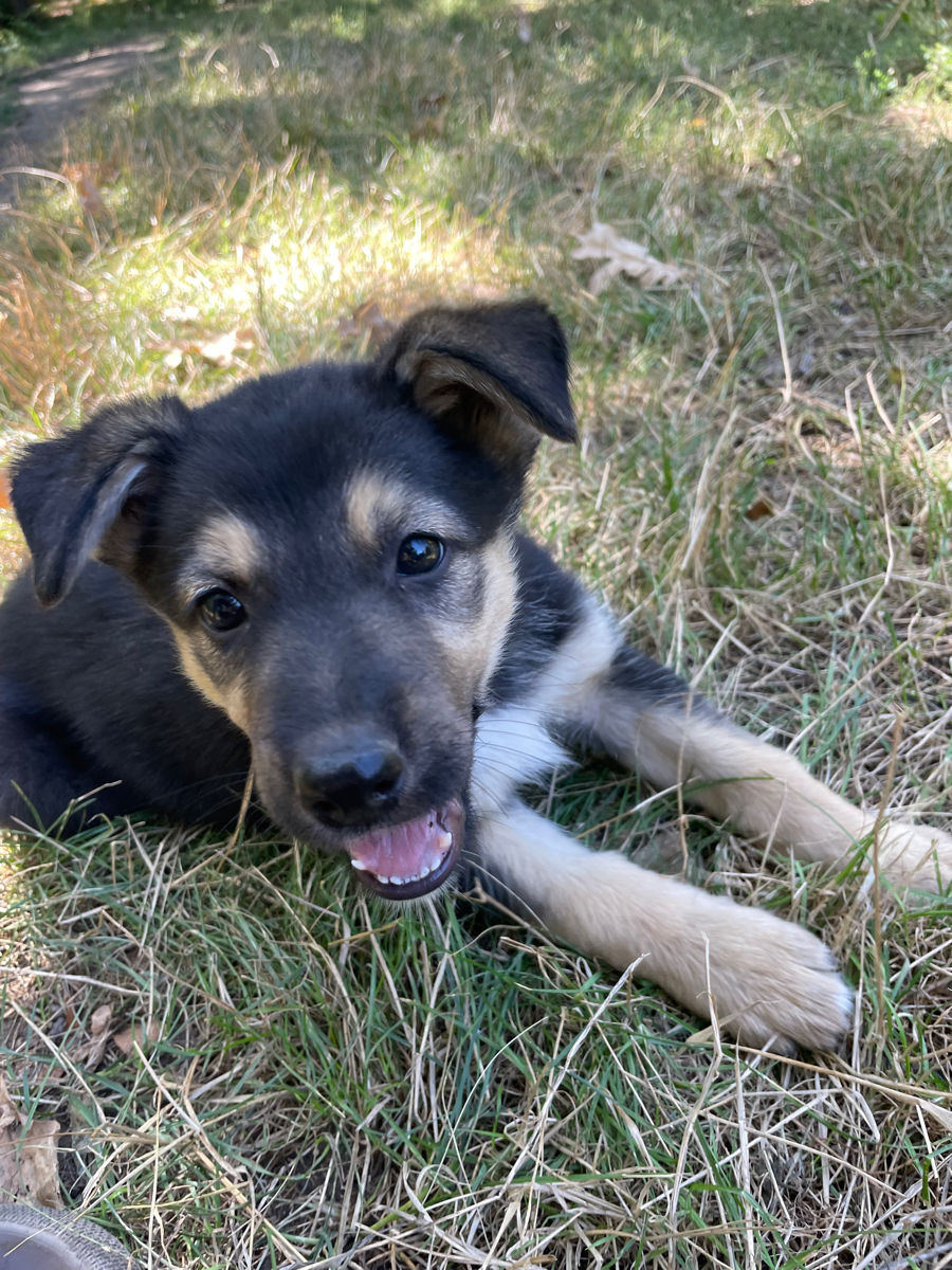 Vind catelusi de 1,5 luni ciobanesti germani
