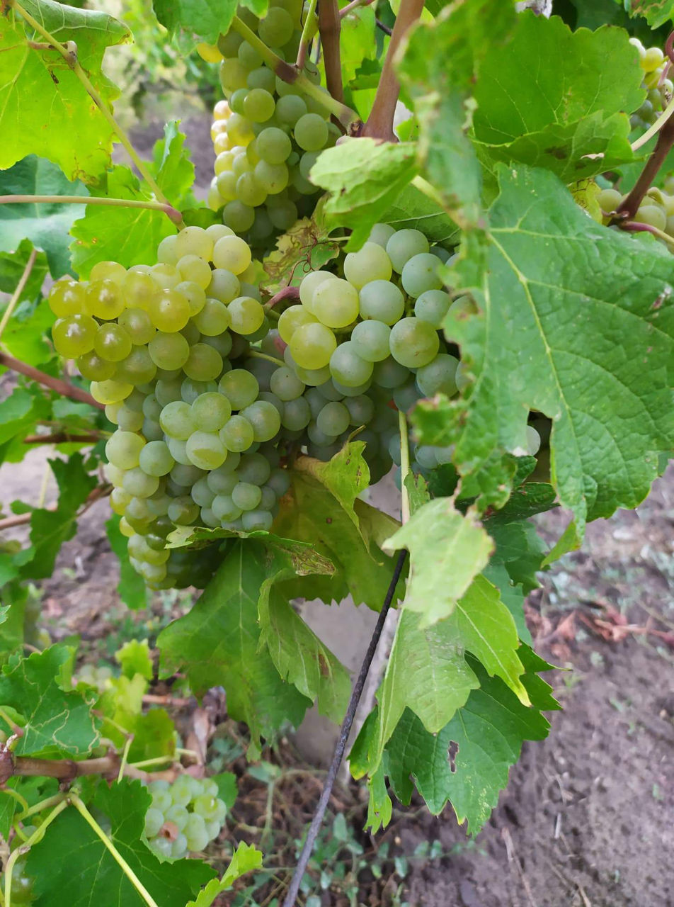 Vînd struri de poama Savinion Resling Capsuna alba si neagra Shardone ...