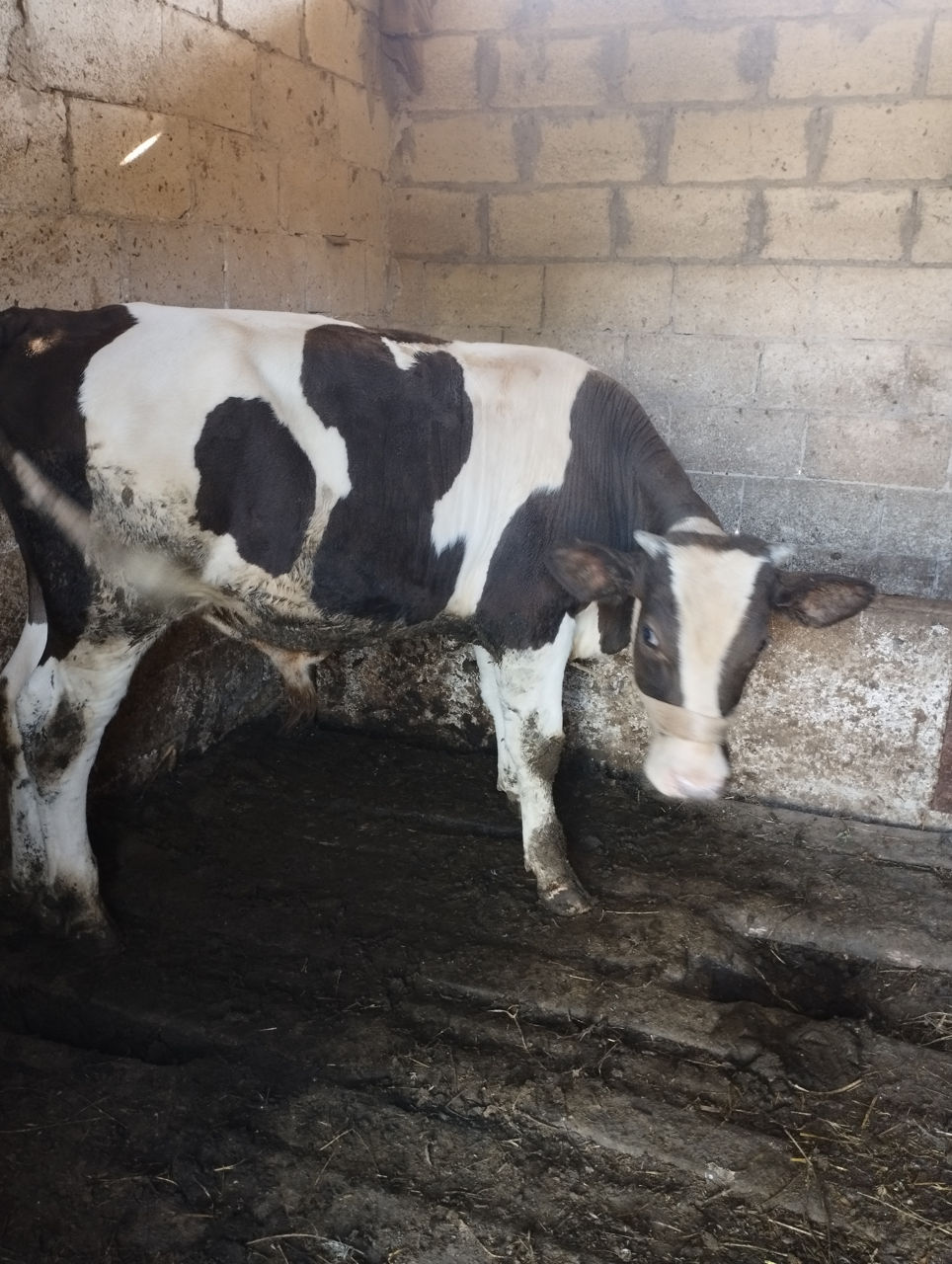 Vind vitel de 8 luni