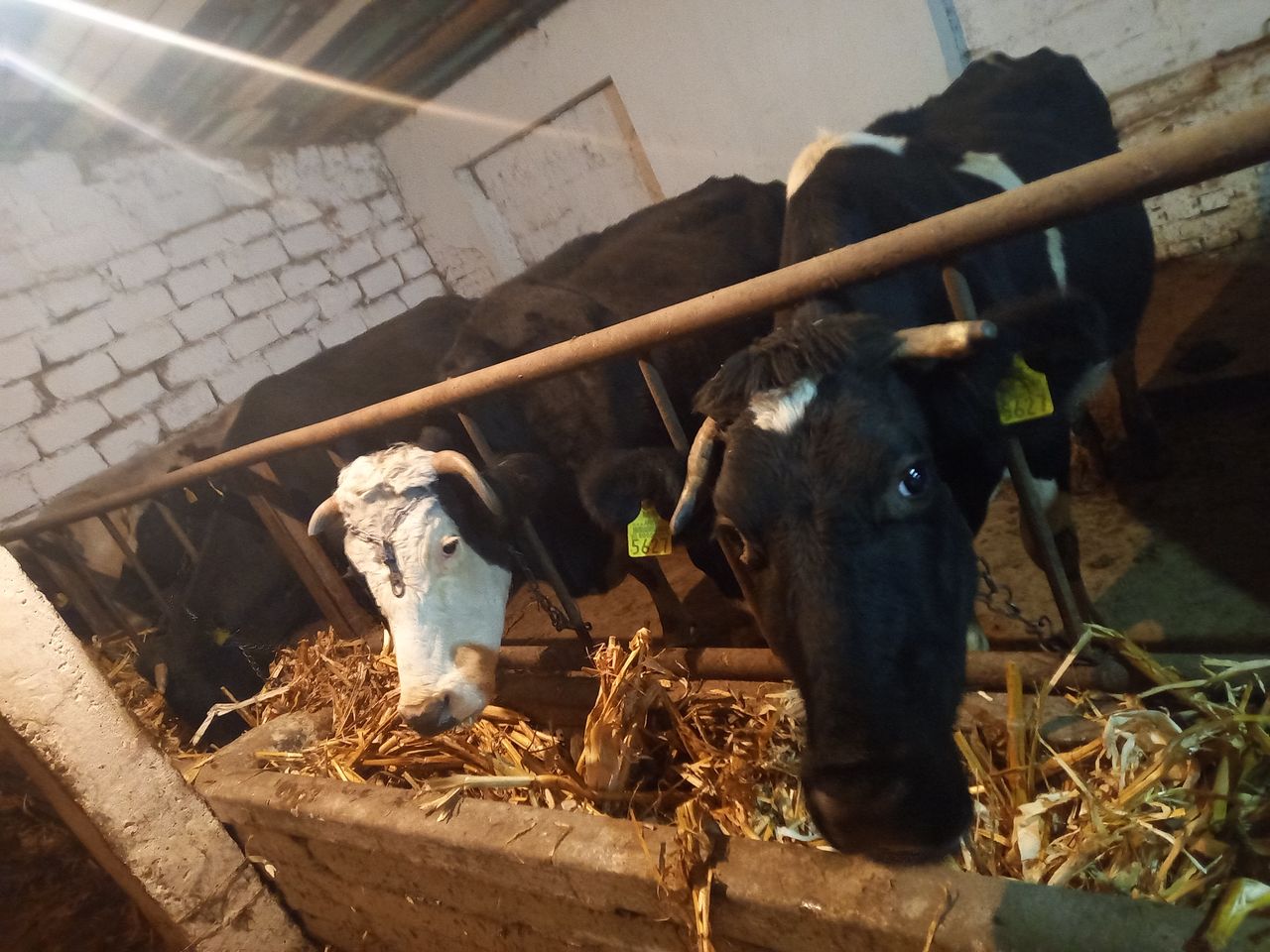 Vînd vaci bune de lapte!