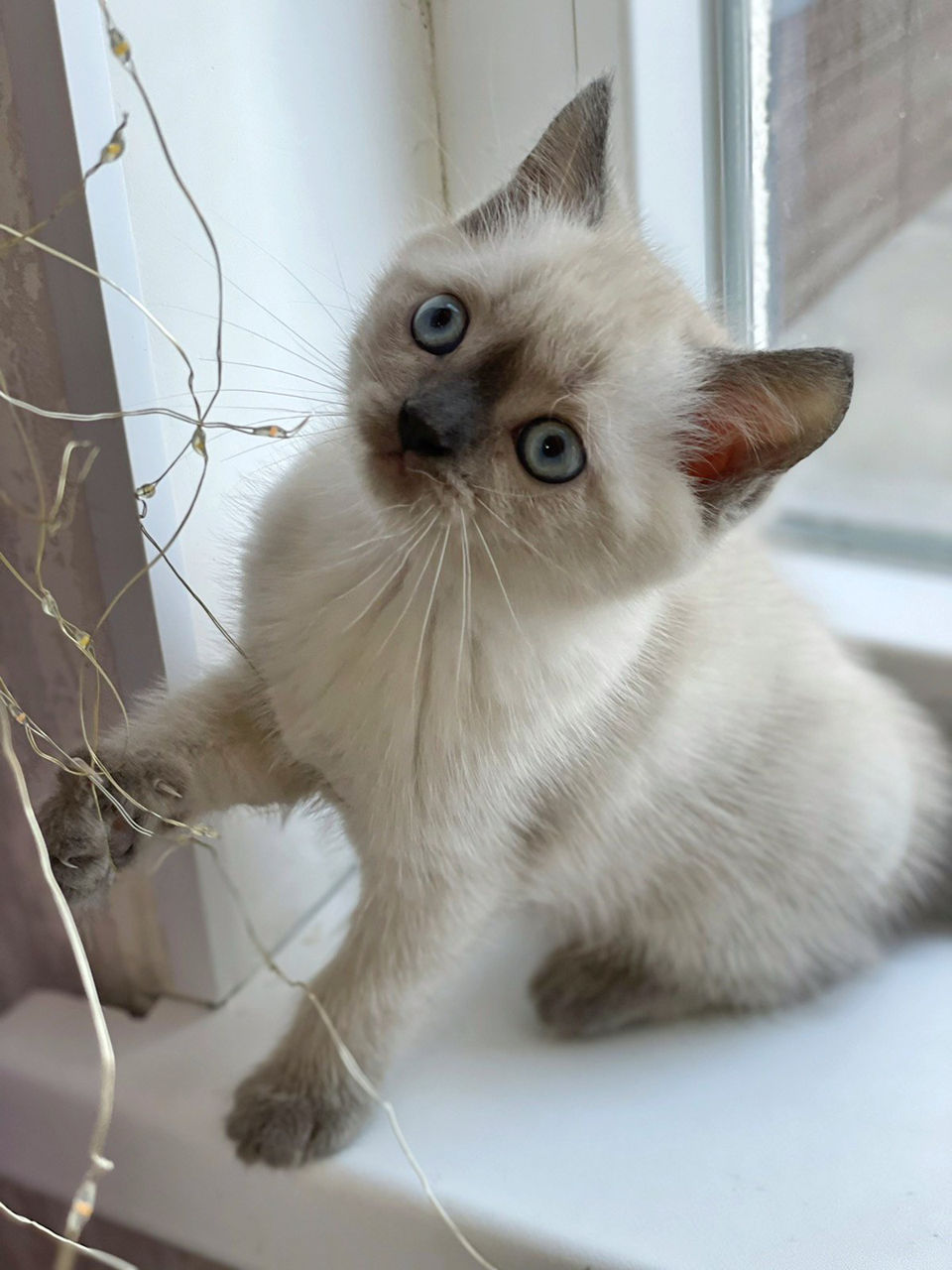 Scottish Color-Point Шоу класс Голубые глаза