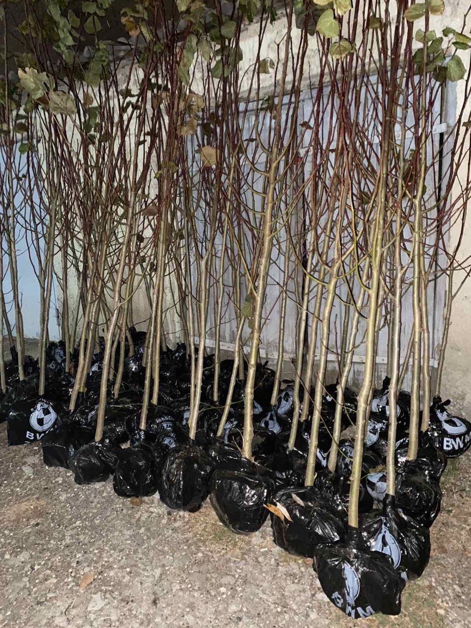 Клён,Липа,copaci de Tei diferite marimi.