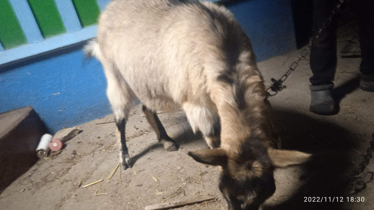 vind capra de a fata de la un ALPINO FRANCEZ curat