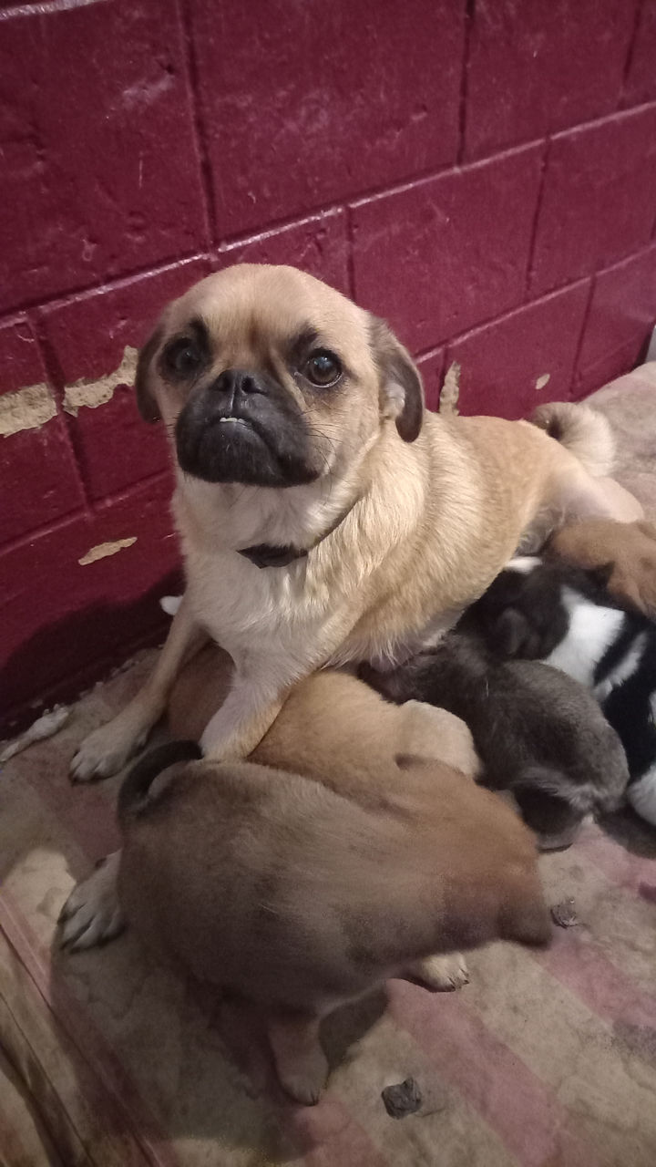 Vind catei de rasa Mops maninca tot am 3 baieti si 3 fetite