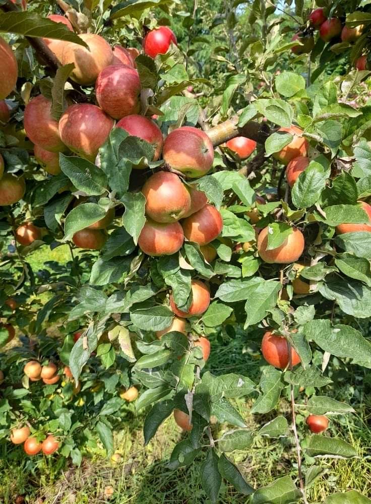 Mere Florina Haidared Яблоки Флорина Хайдаред