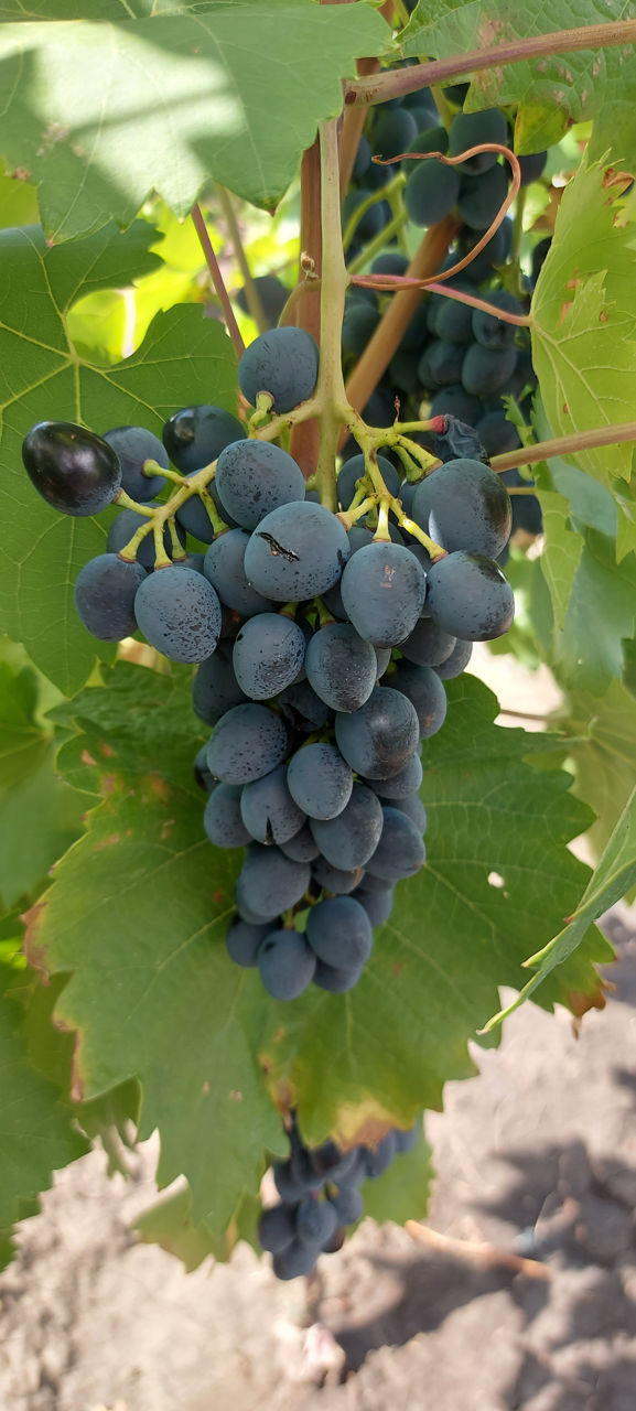 Poama pentru vin Moldova