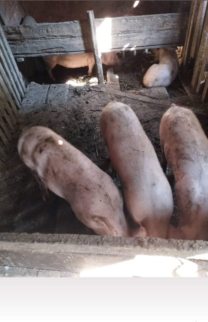 Продам свинеи