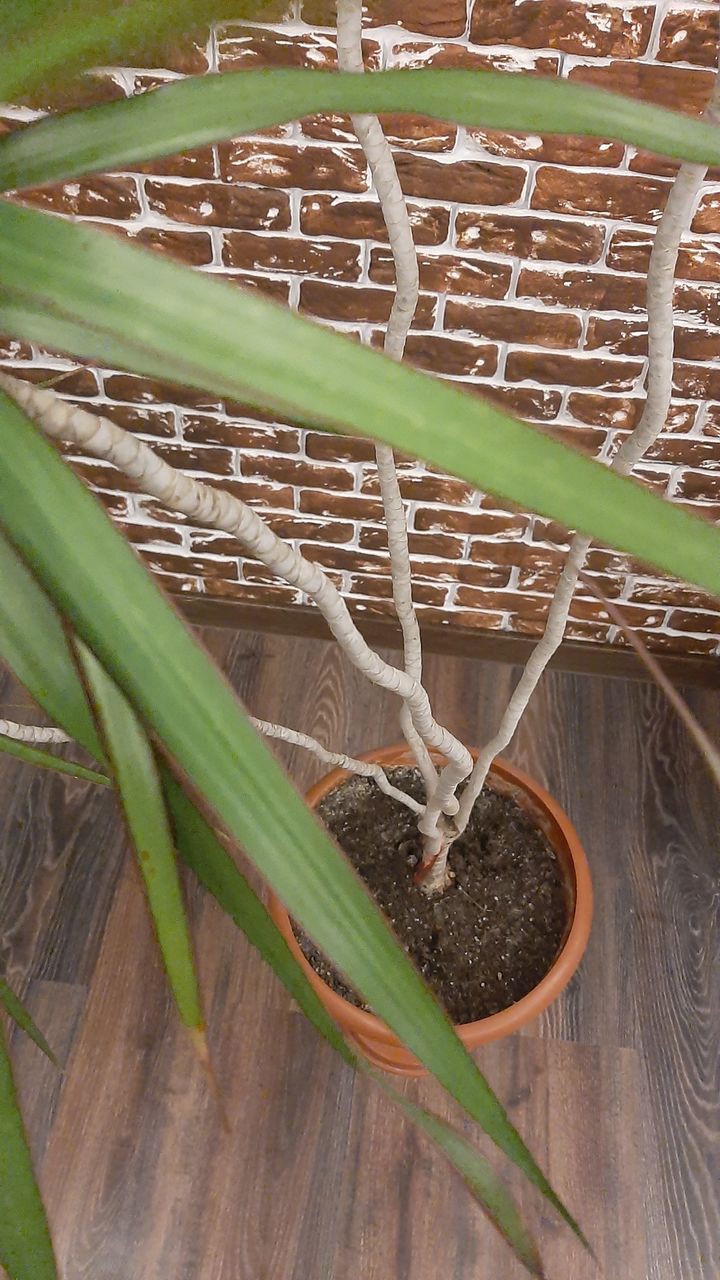 Драцена 2M Dracaena