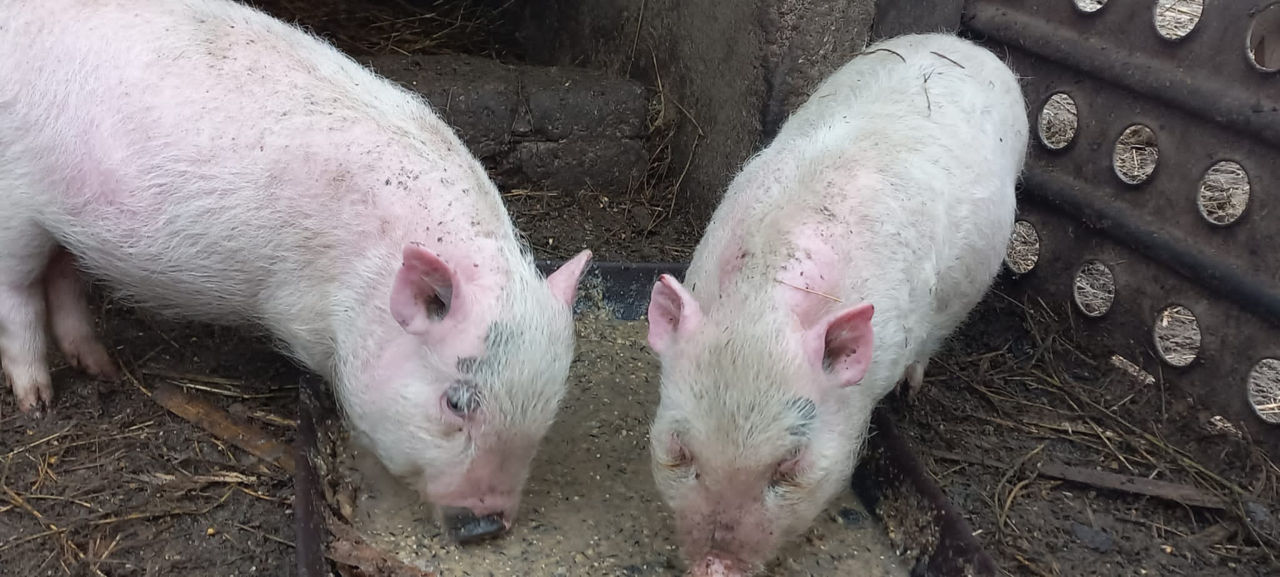 Vind purcei vietnameji