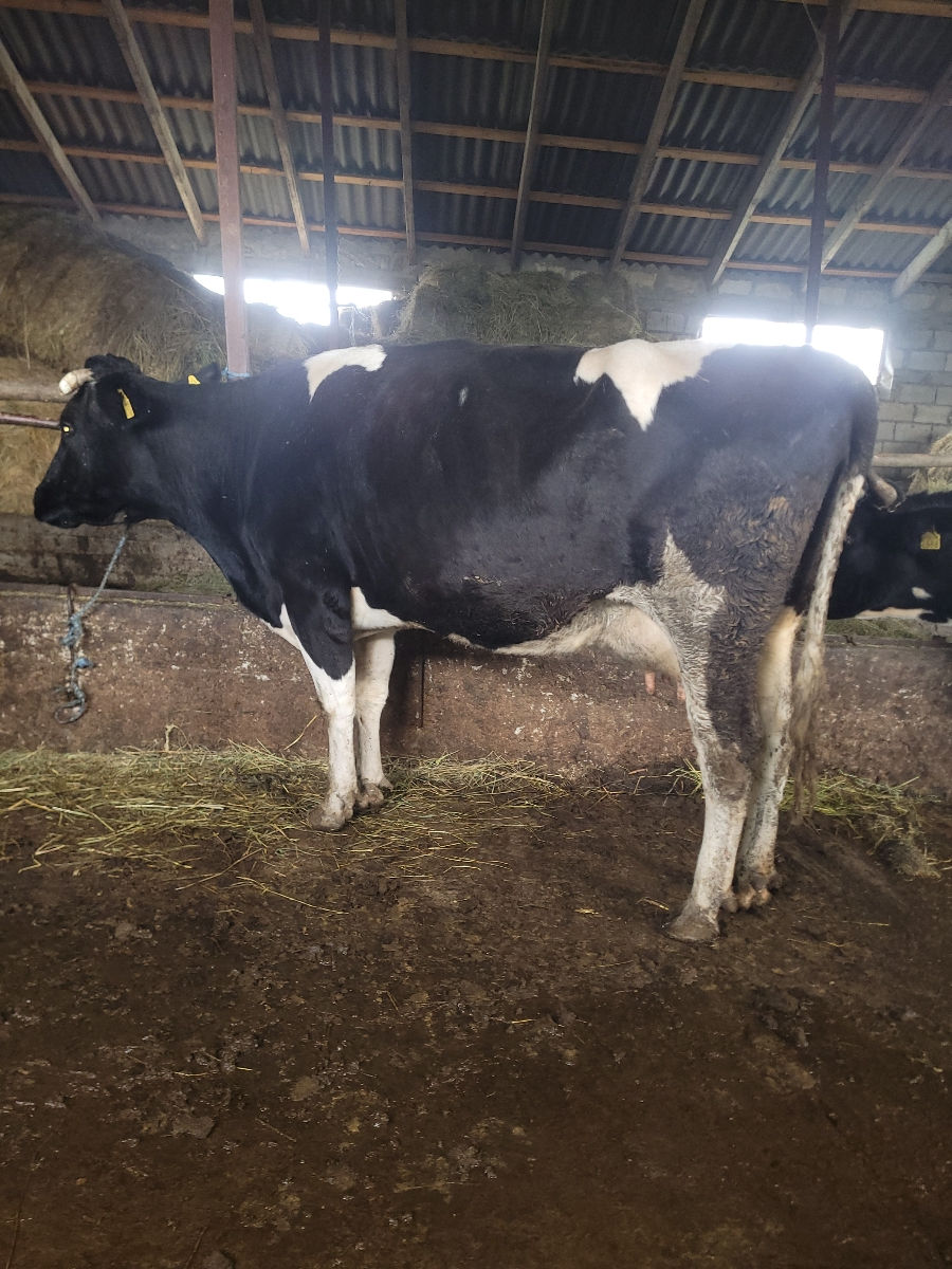 Vind 2 vaci dea fata