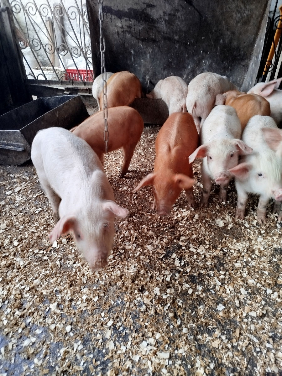 Vind porci mici, vaccinați...landras+durok...au in jur de 15 kg.