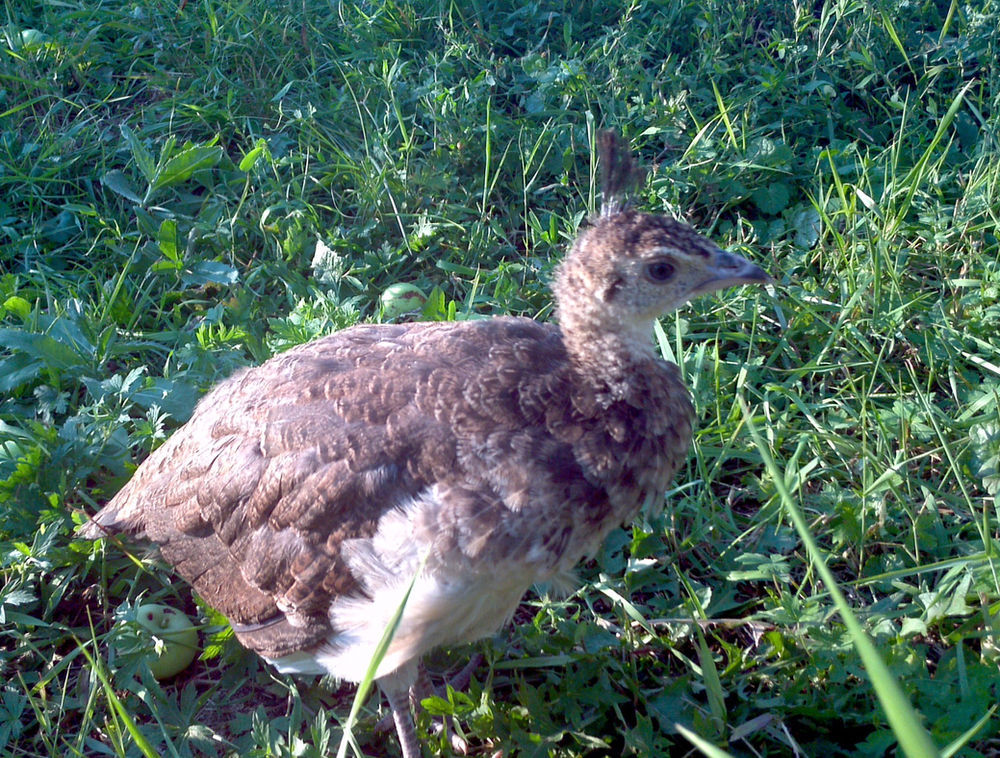 Pui de paun indian virsta 5 luni