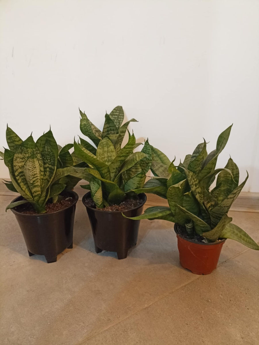 Plante de camera