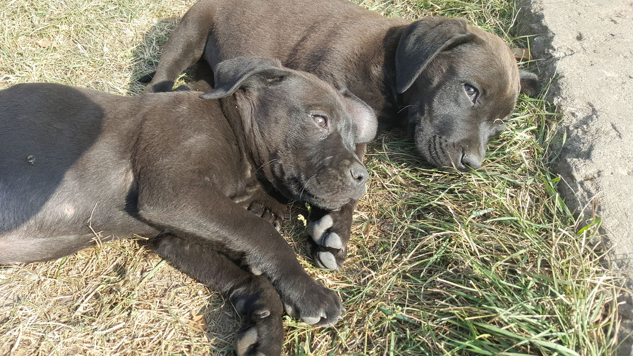 Se vind catelusi rasa staf!