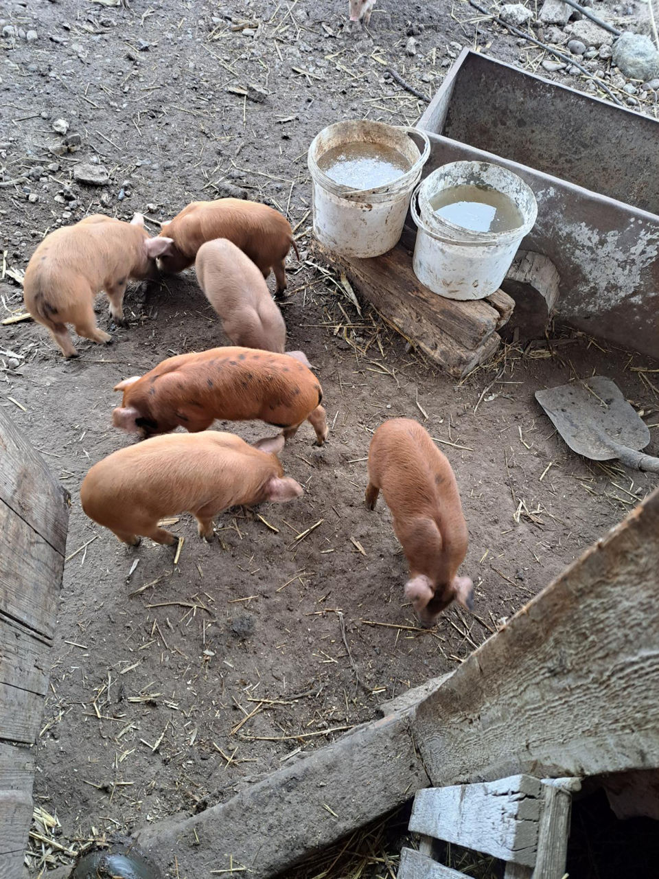 Vindi purcei de rasa duroc