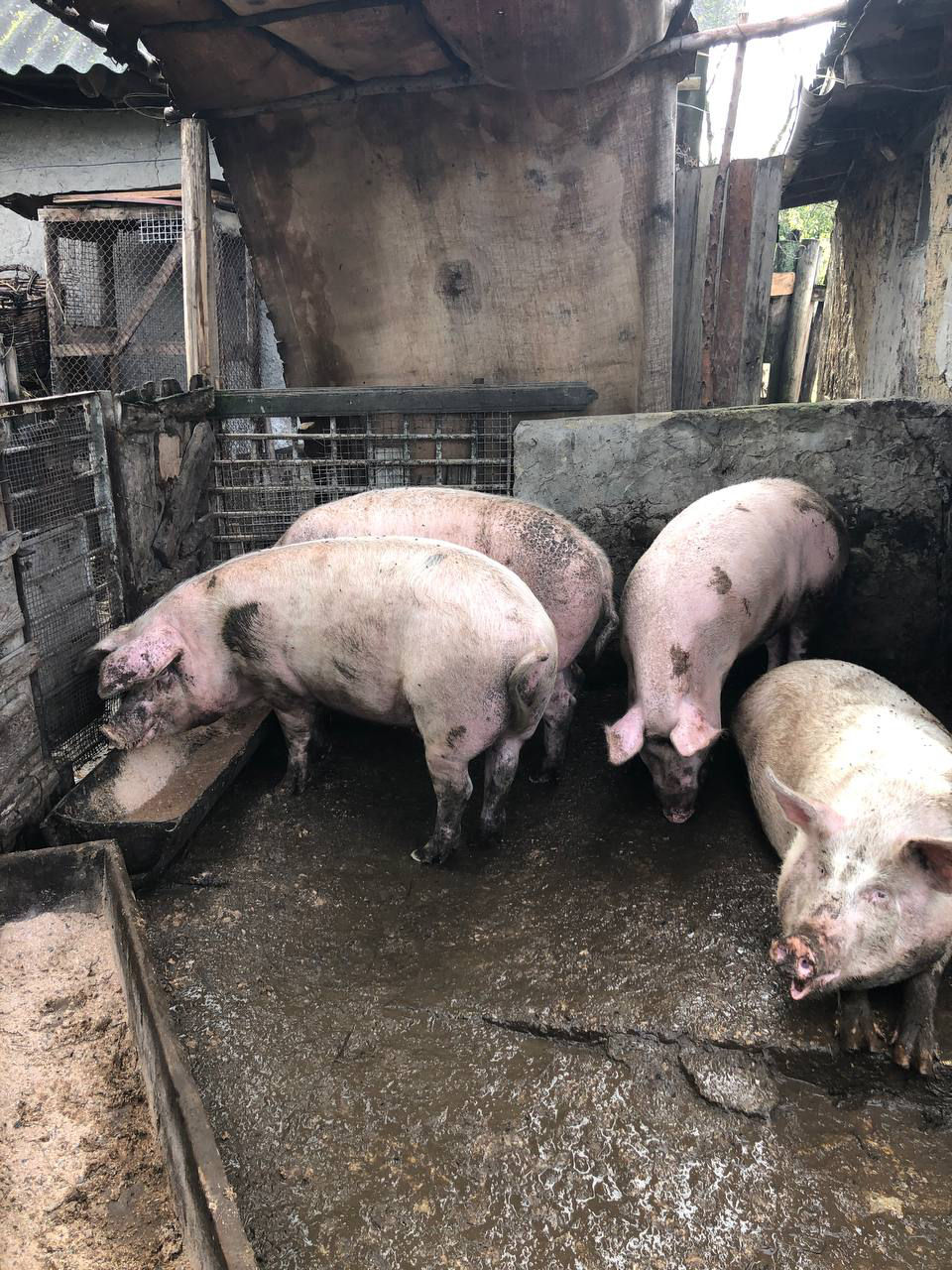 Vînd porci de casă