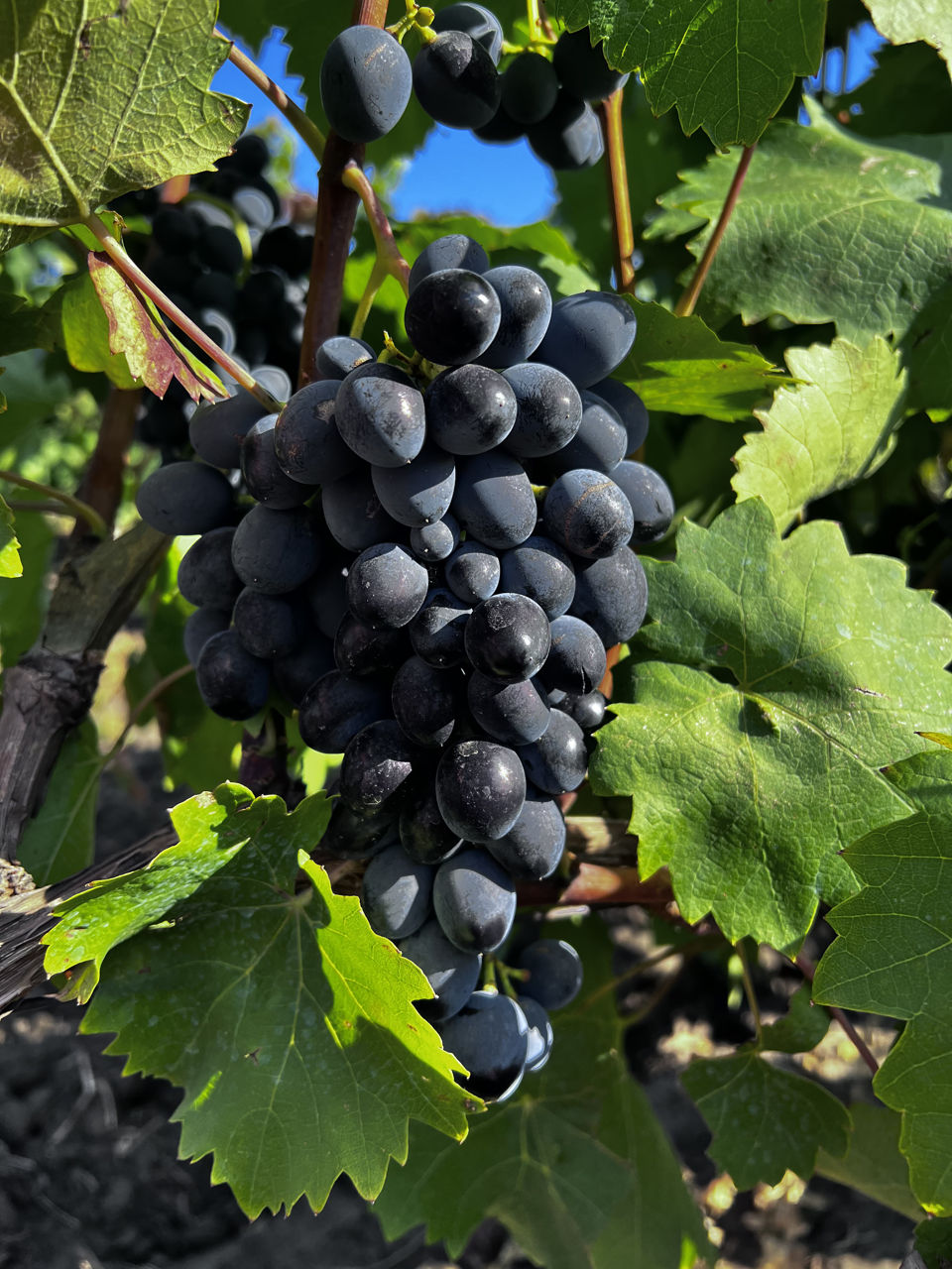 Vind Poama Moldova la pret ne înțelegem