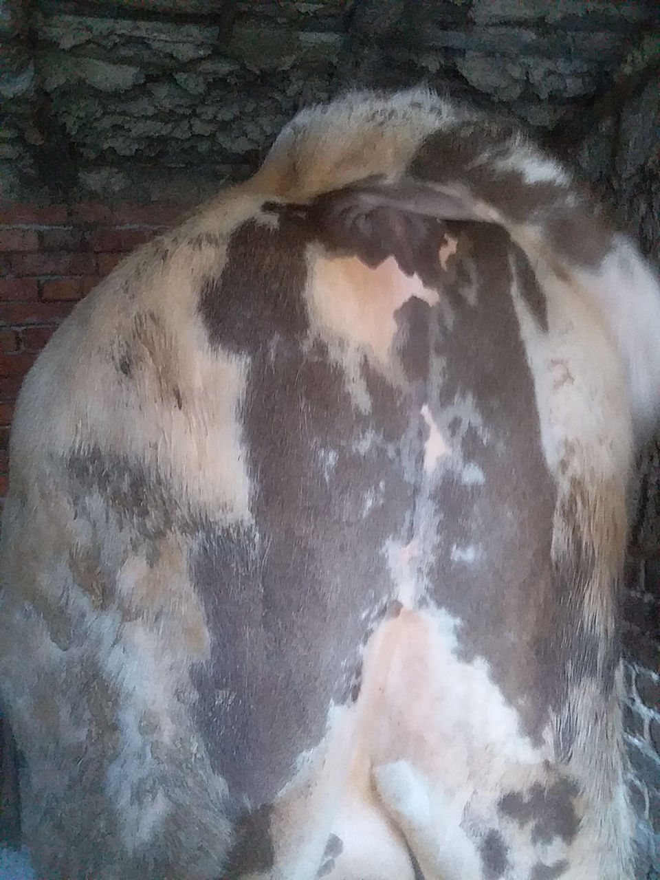 vind un buhai de 1an si 9 luni urgent si o vaca de a fata