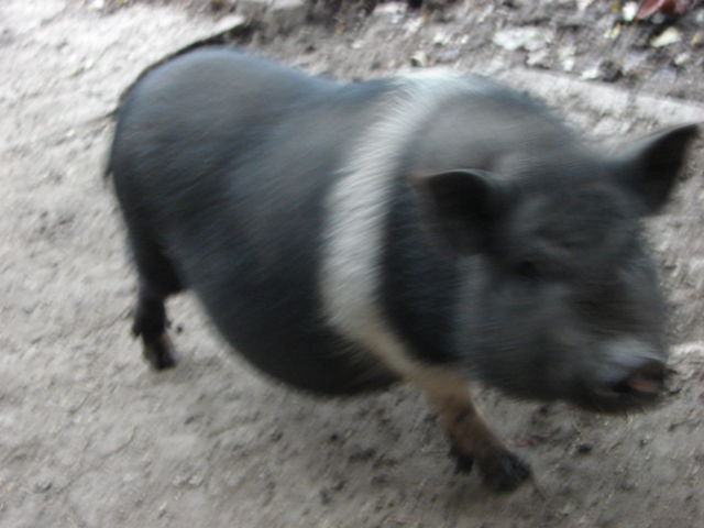 Vindem porci vietnameji de urjenta, plecam din tara