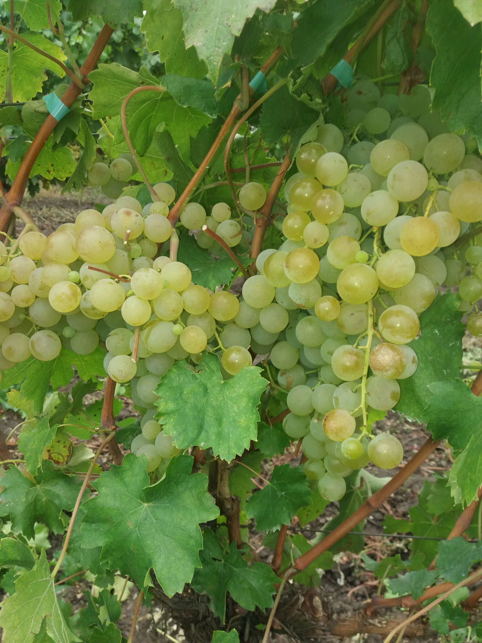 Se vinde poama alba suruceni, poama moldova