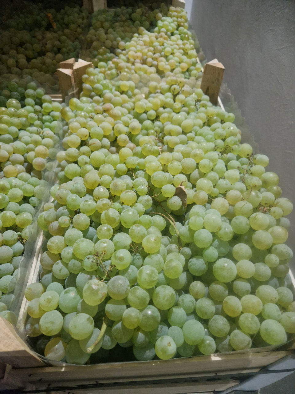 Struguri Alb de suruceni