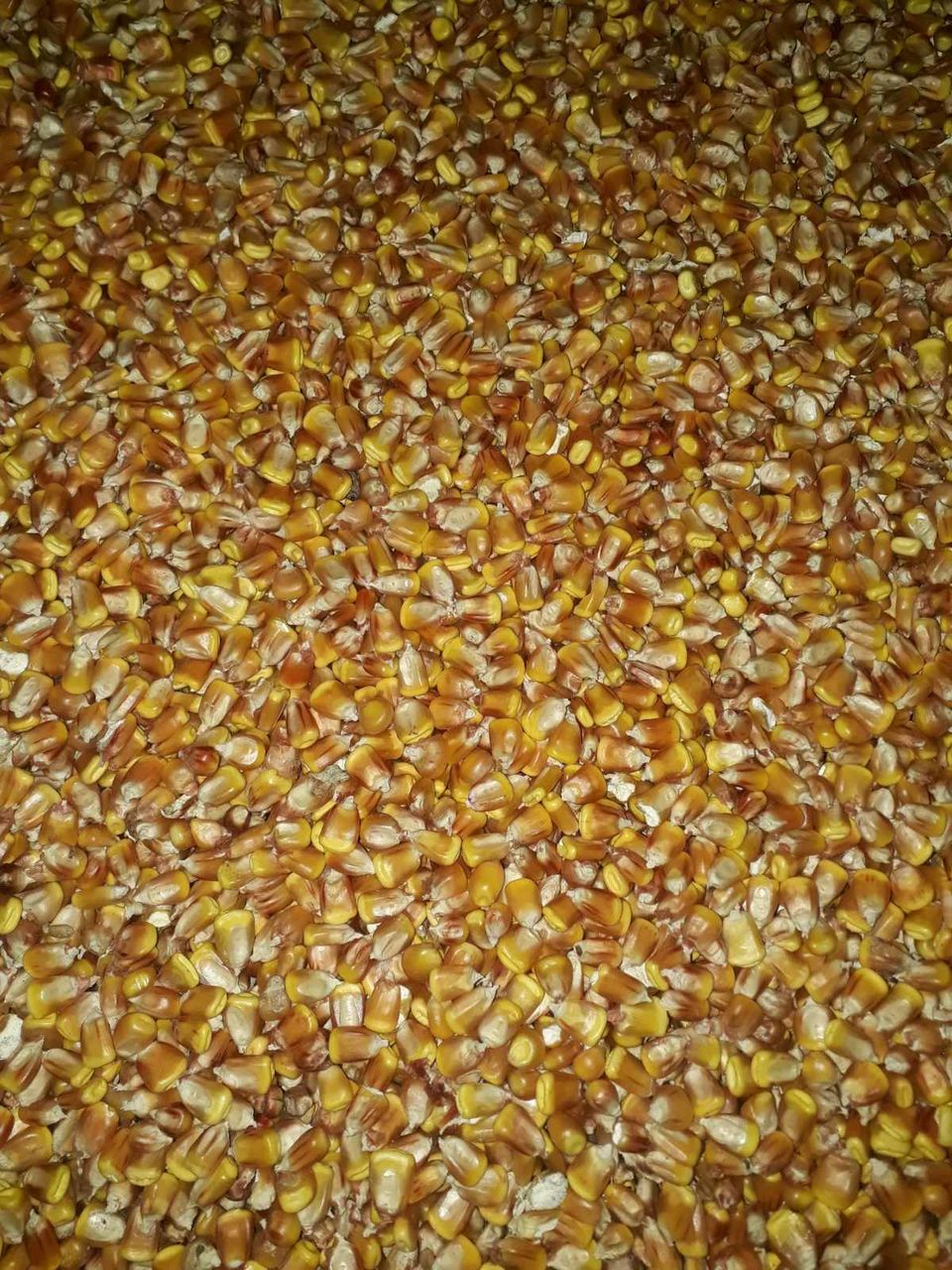 Vind porumb 4.00, Orz 5.00, Fl.S. 12.00