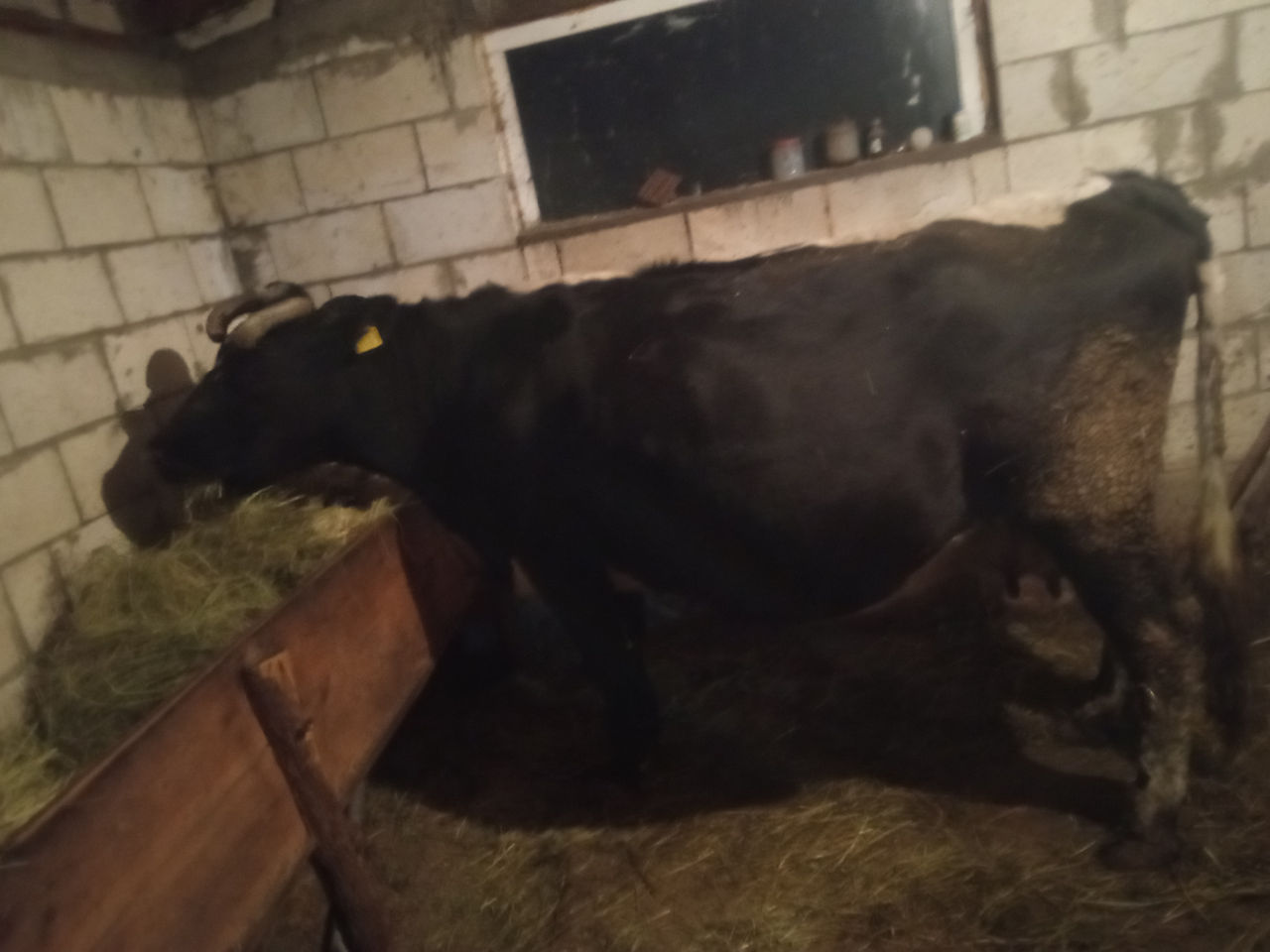 Vînd vaca cu vitel ce Niagara vaca îi de afăta la un preț bun