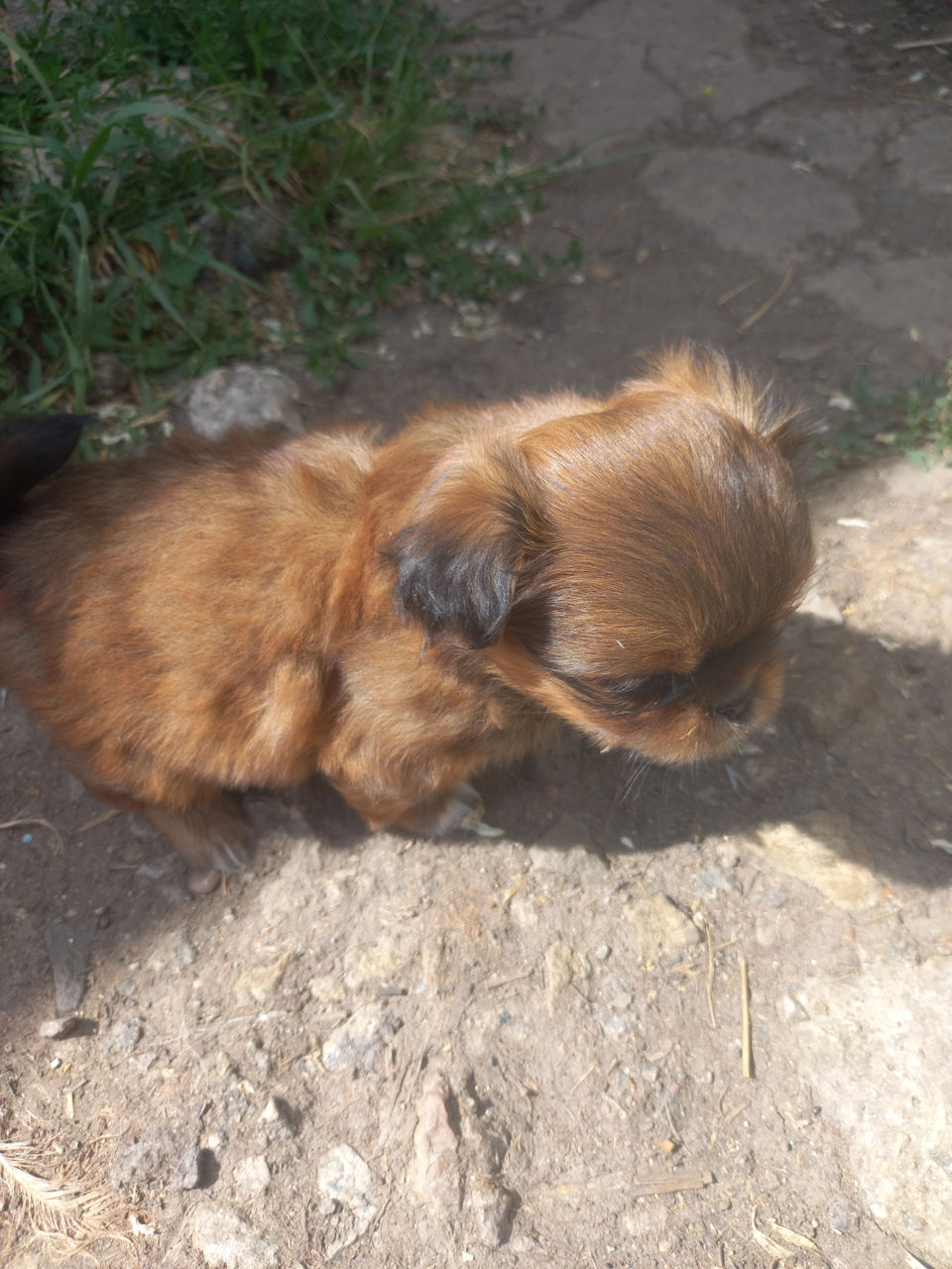 Vând căței de pechinez