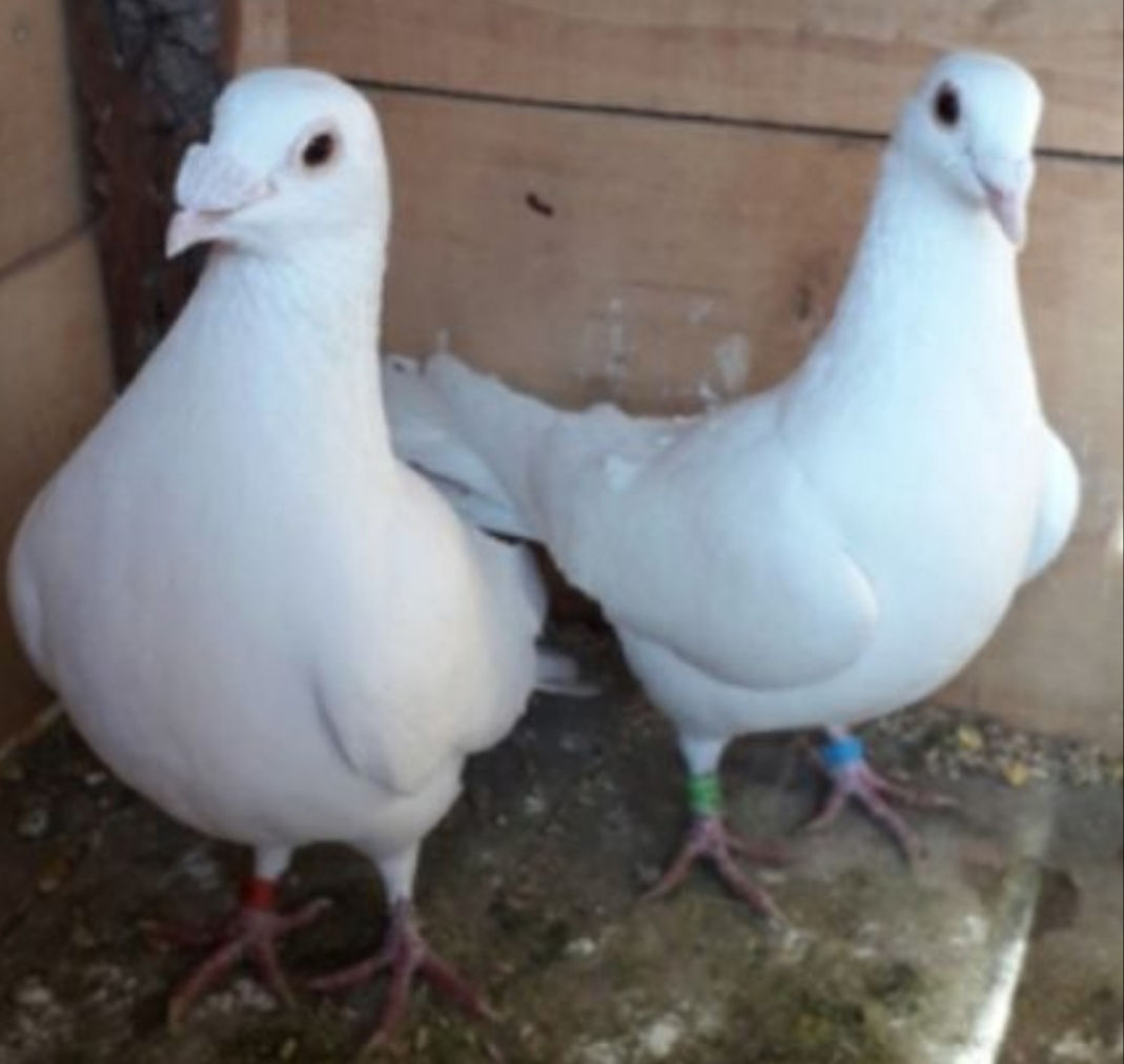 Hulubi Pavlini ,poștașii albi și paiasîvi