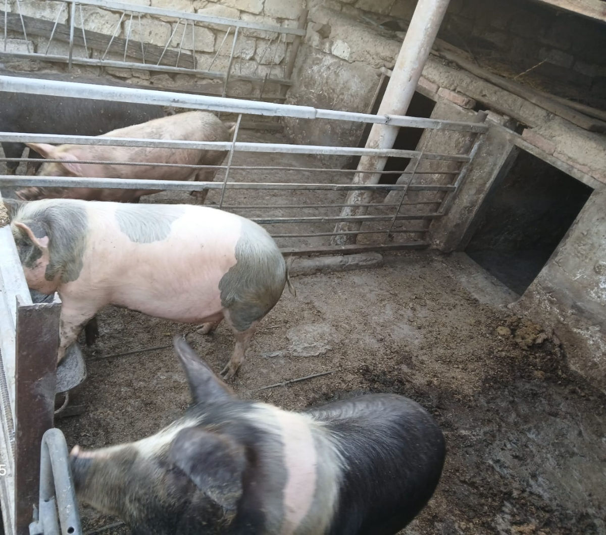Vindem porci crescuți acasă natural