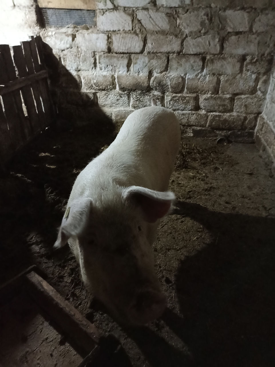 Vinde porc de carne pină la 150kg