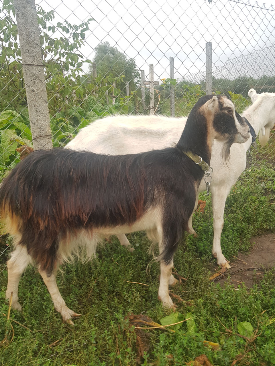 Vind capre de rasă pură Saanen si lamancea. 200 euro de cap