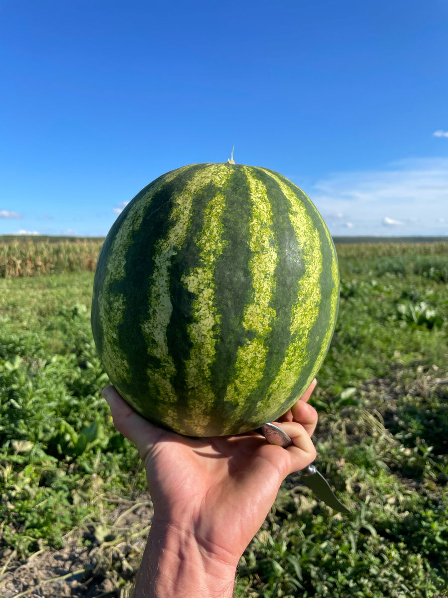 Vind harbuz pentru murat 2-4 kg