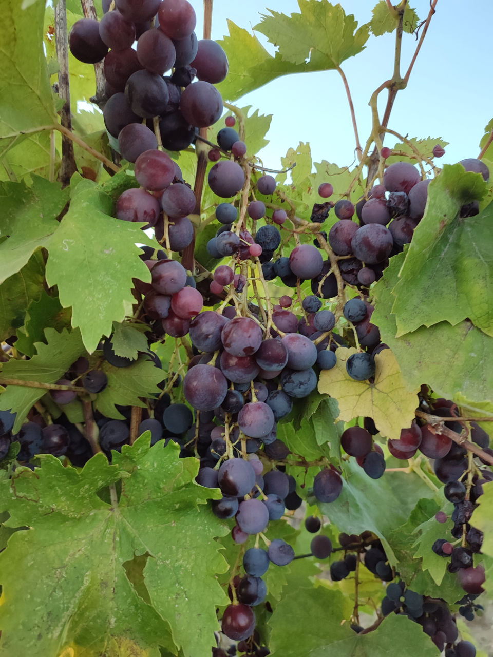 Vind struguri cardinal la vin