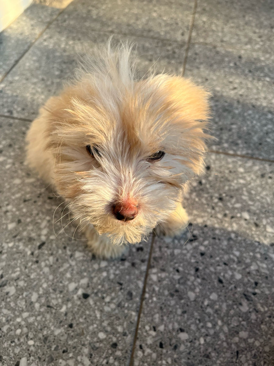 Vând pui de Bichon Maltes