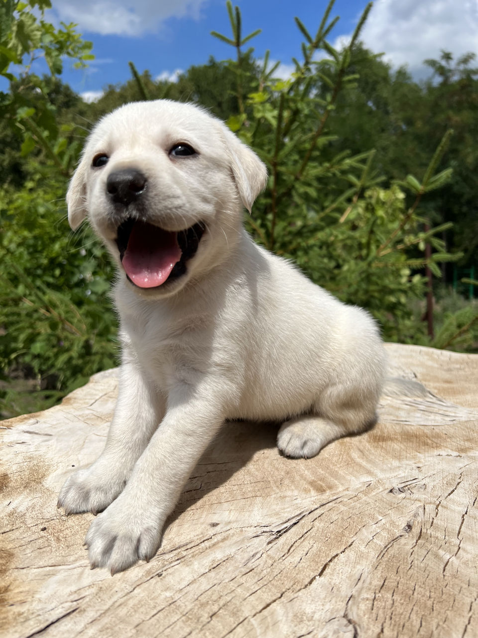 Vind labrador retriever