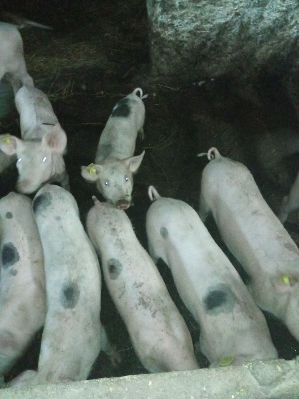 Vînd purcei mici frumoşi