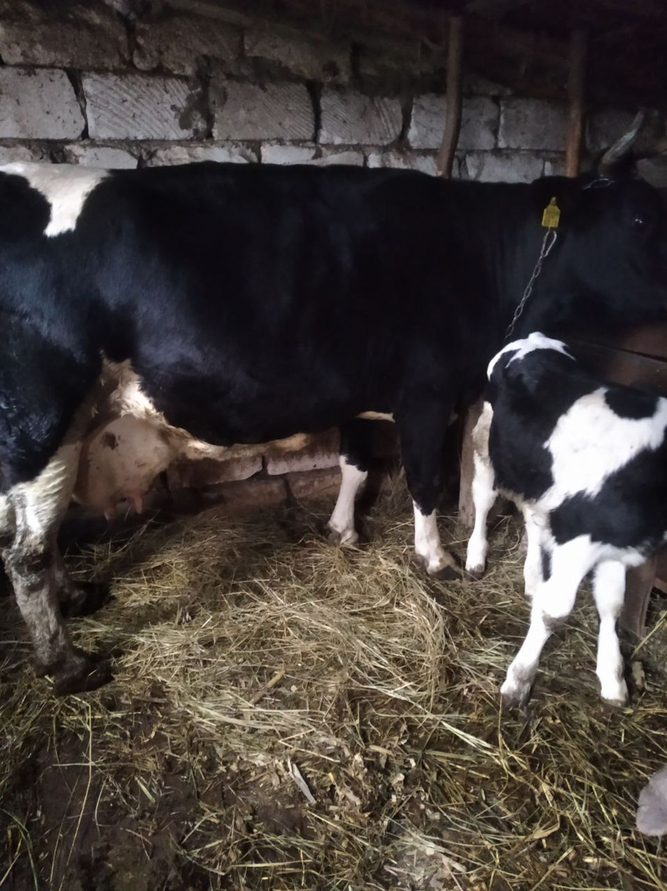 Vand vaca cu tot cu vitel