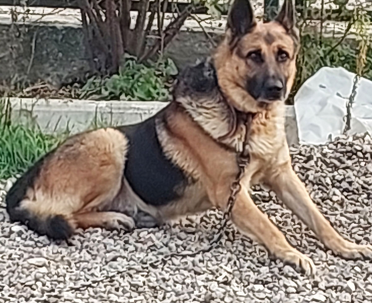 Vand ciobanesc german