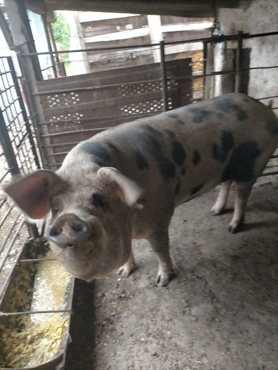 Vînd porc crescută în condiții casnice..